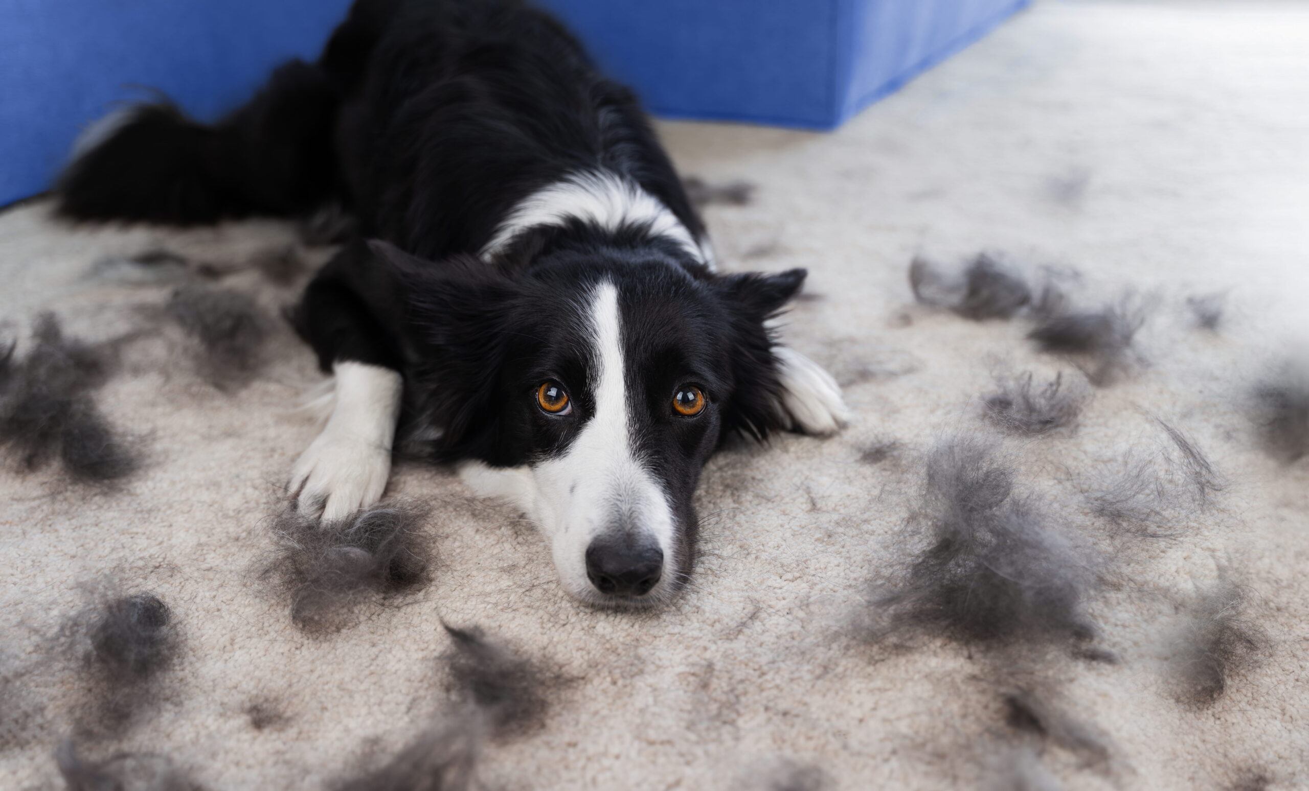 Using Flowbee for Dogs: An At-Home Pet Grooming Guide